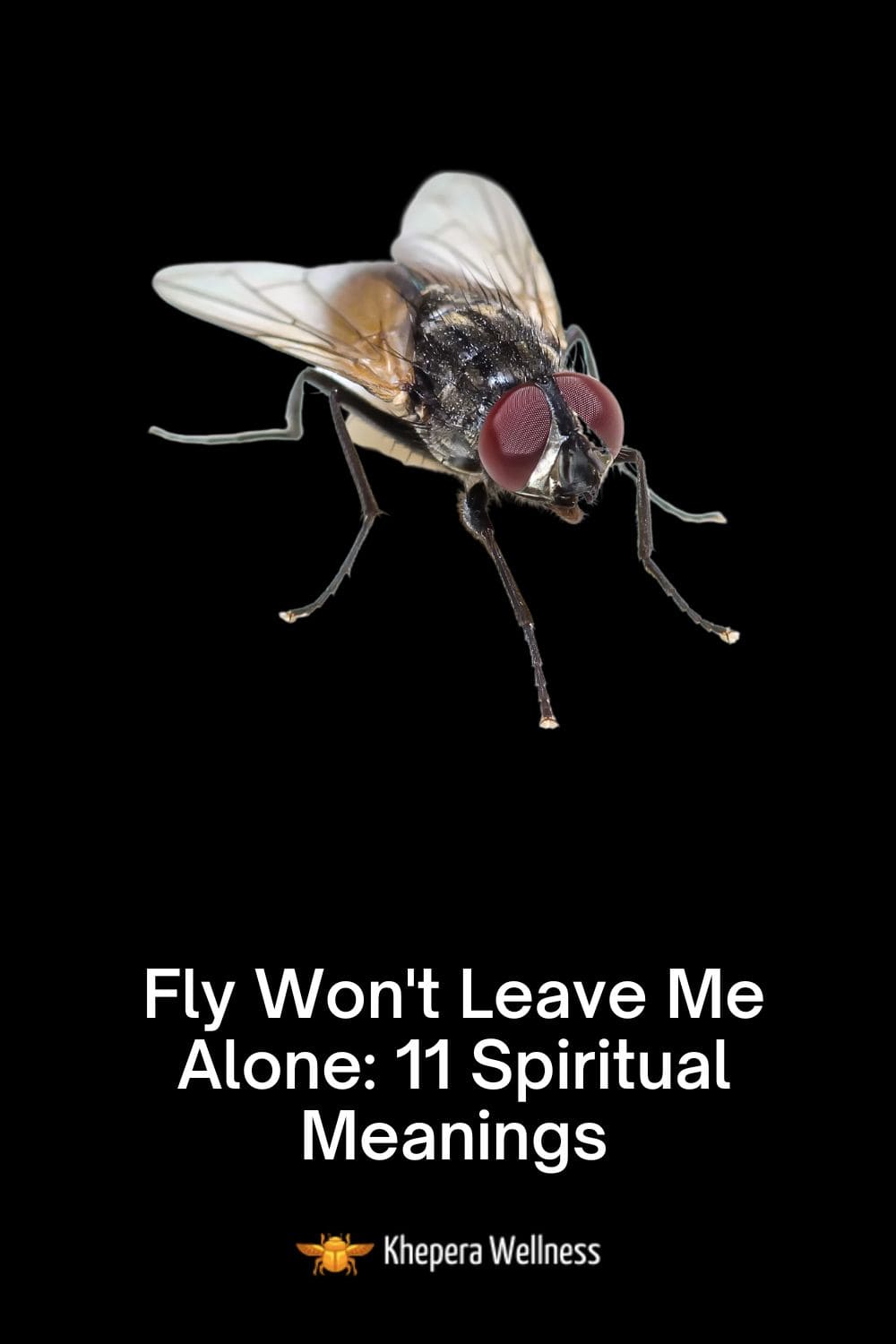 Fly Won't Leave Me Alone: 11 Spiritual Meanings (Good Luck?)