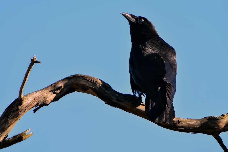 Number Of Crows Meaning 1 2 3 4 5 6 7 And 8 Important Number Of Crows Meaning 1 2 3 4 5 6 7 And 8 Important